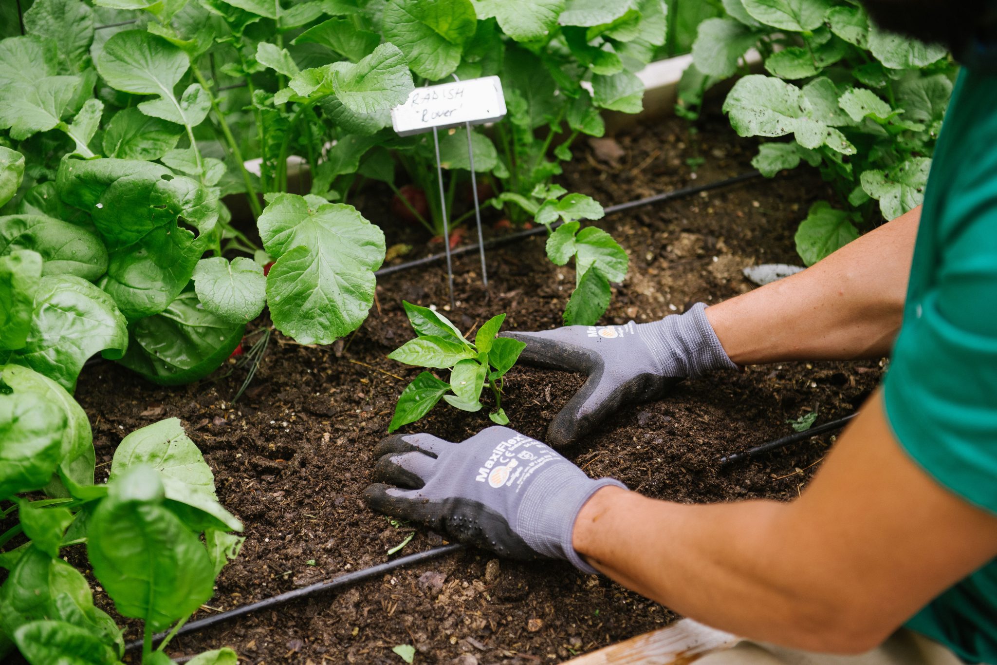 Choosing a Weed Killer Spray: Horticultural Vinegar versus Round-Up ...